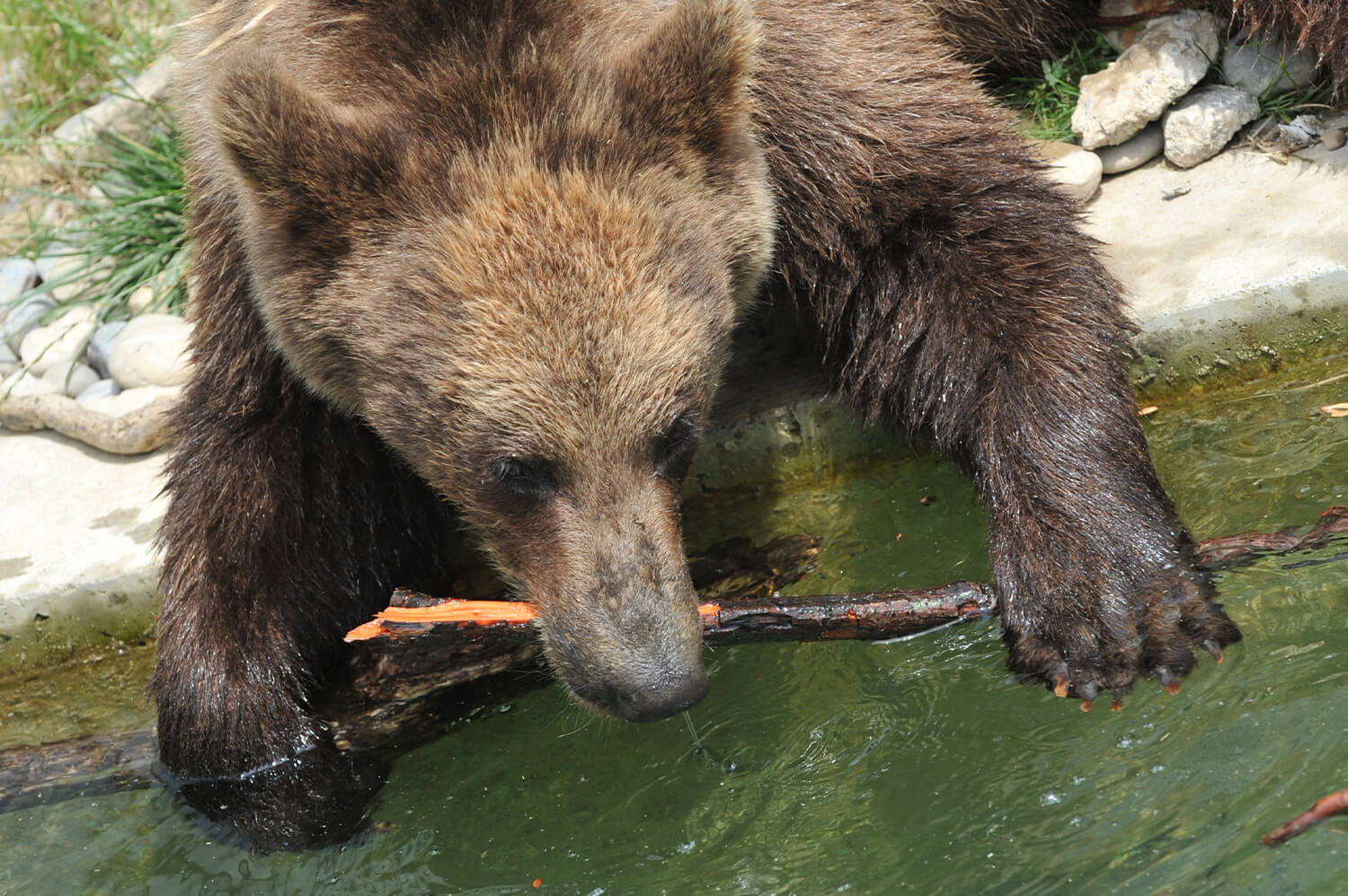 Unsere Bären im BärenPark | Tierpark Bern