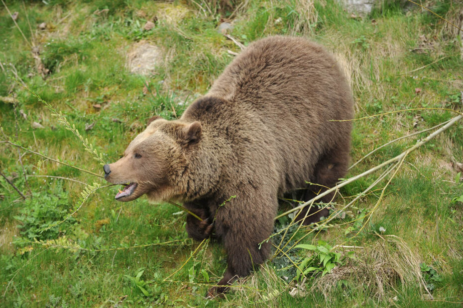Unsere Bären im BärenPark | Tierpark Bern