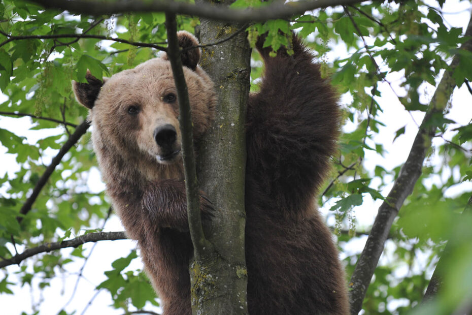 Unsere Bären im BärenPark | Tierpark Bern