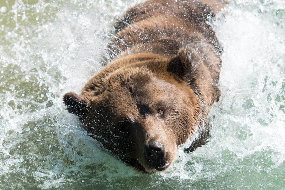 Unsere Bären im BärenPark | Tierpark Bern