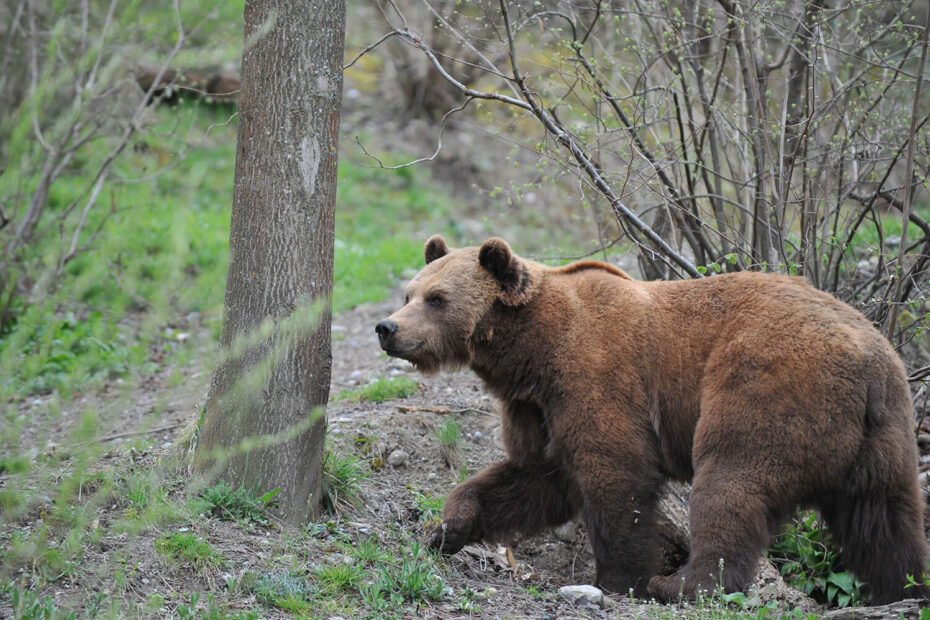 Unsere Bären im BärenPark | Tierpark Bern