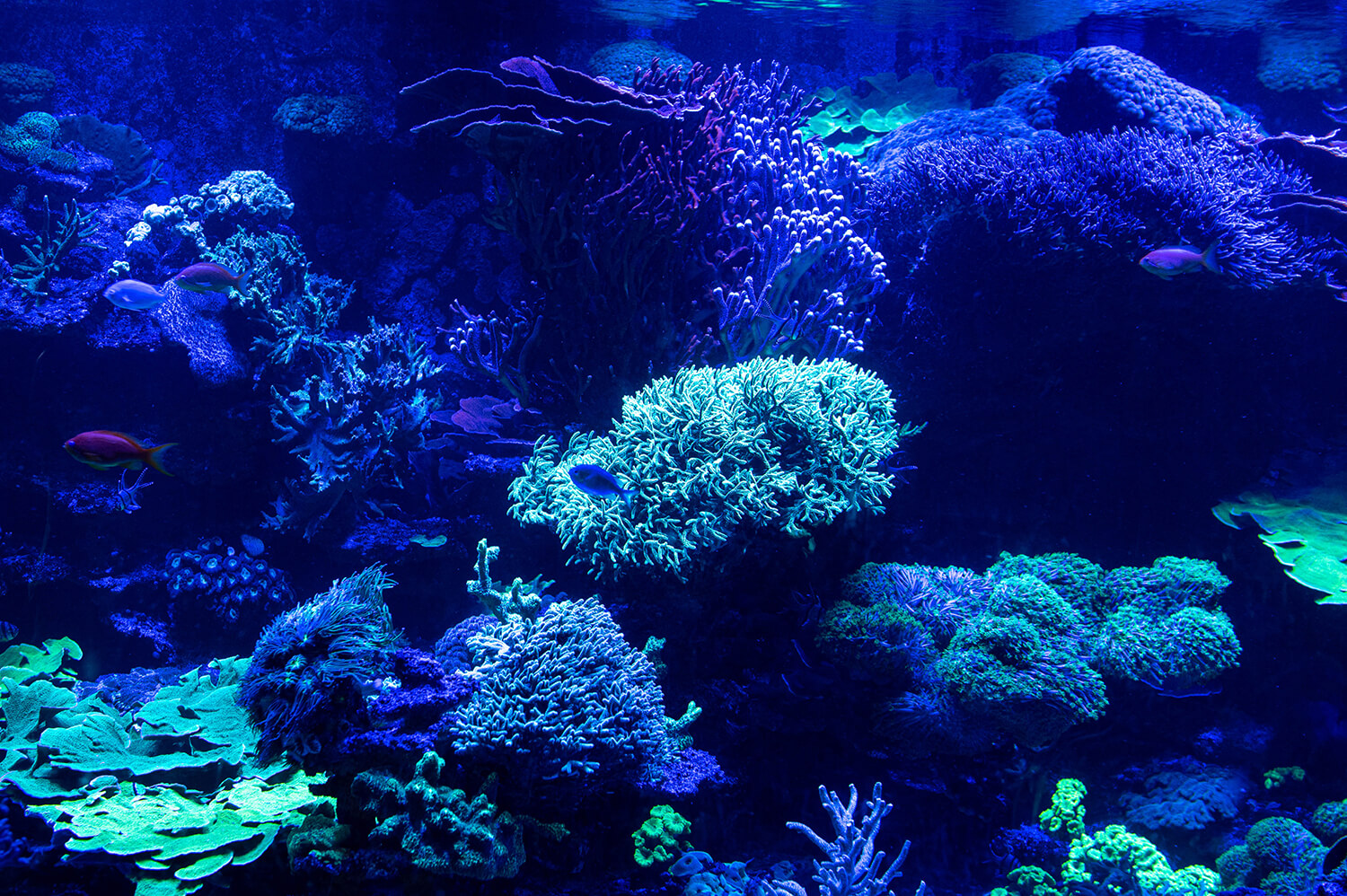 Das bunte und vielfältige Leben im Riff | Tierpark Bern