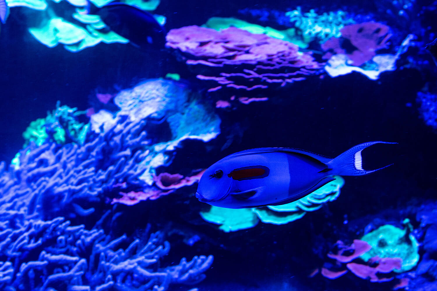 Das bunte und vielfältige Leben im Riff | Tierpark Bern