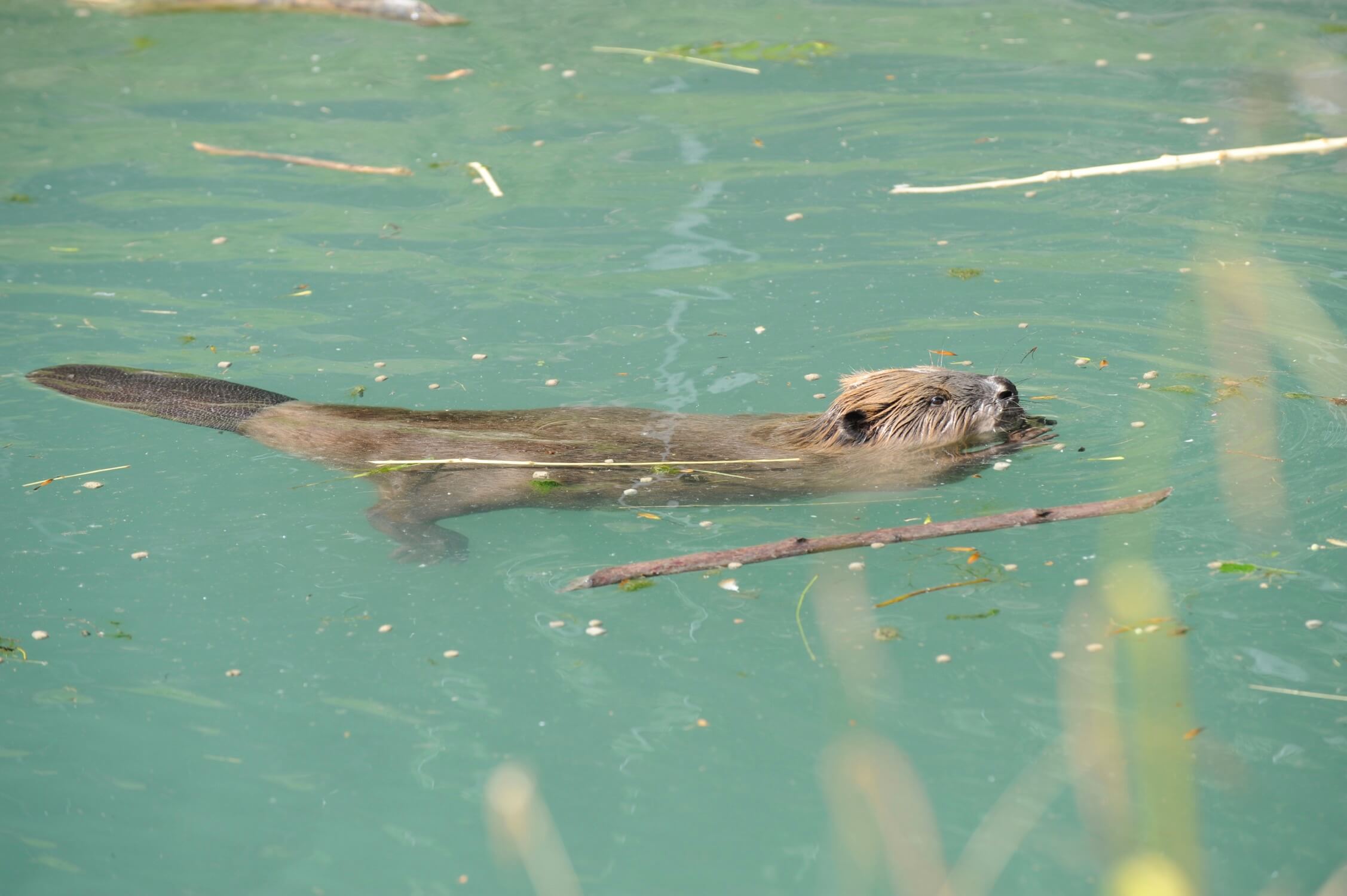 Biber und Fischotter | Tierpark Bern