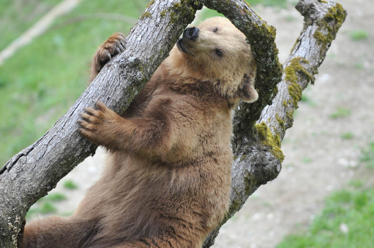 Partner im BärenPark | Tierpark Bern