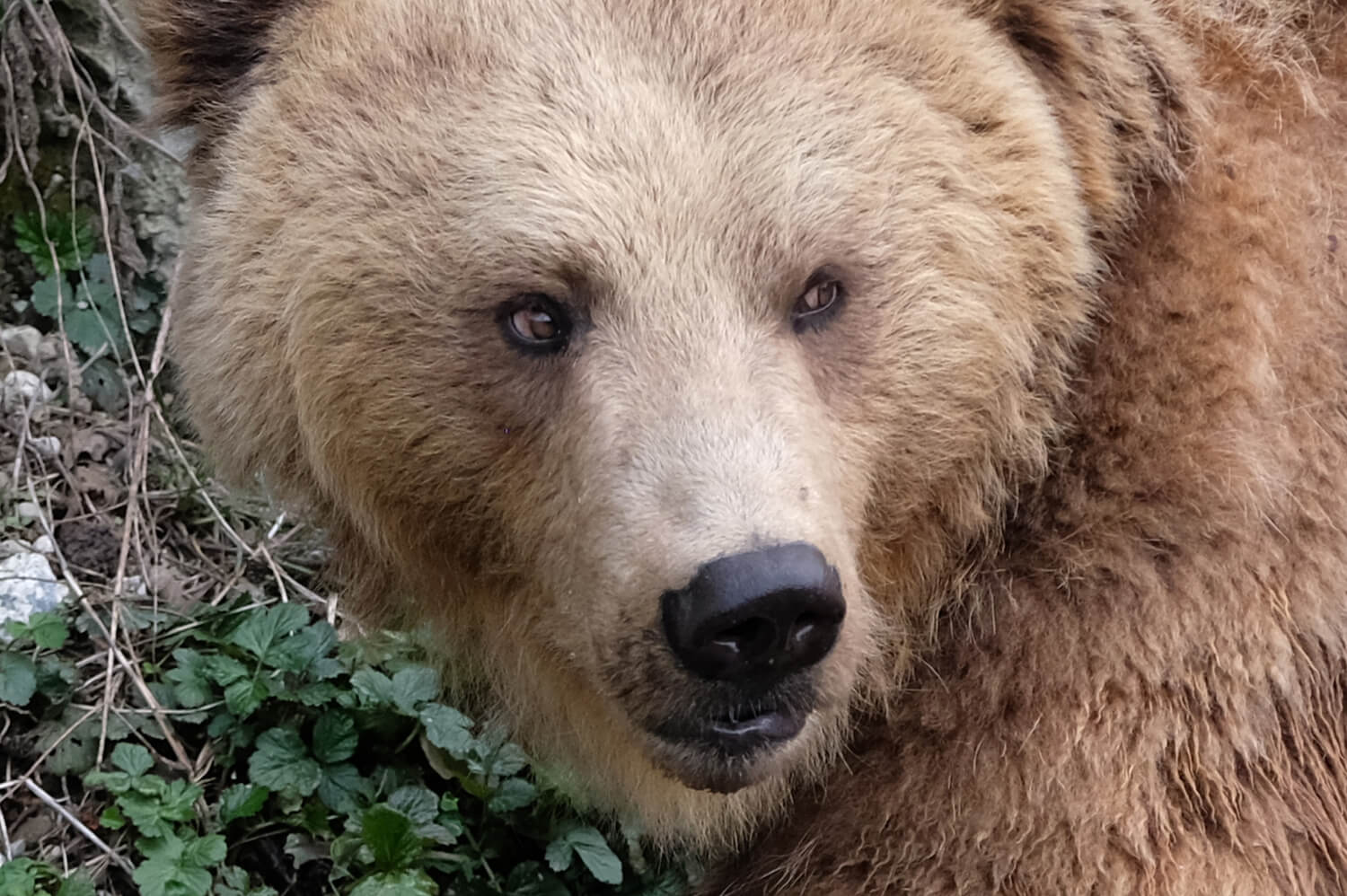 Unsere Bären im BärenPark | Tierpark Bern