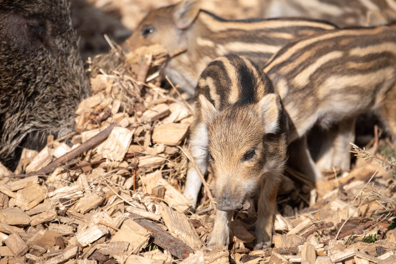 Neun Frischlinge im Dählhölzli | Tierpark Bern