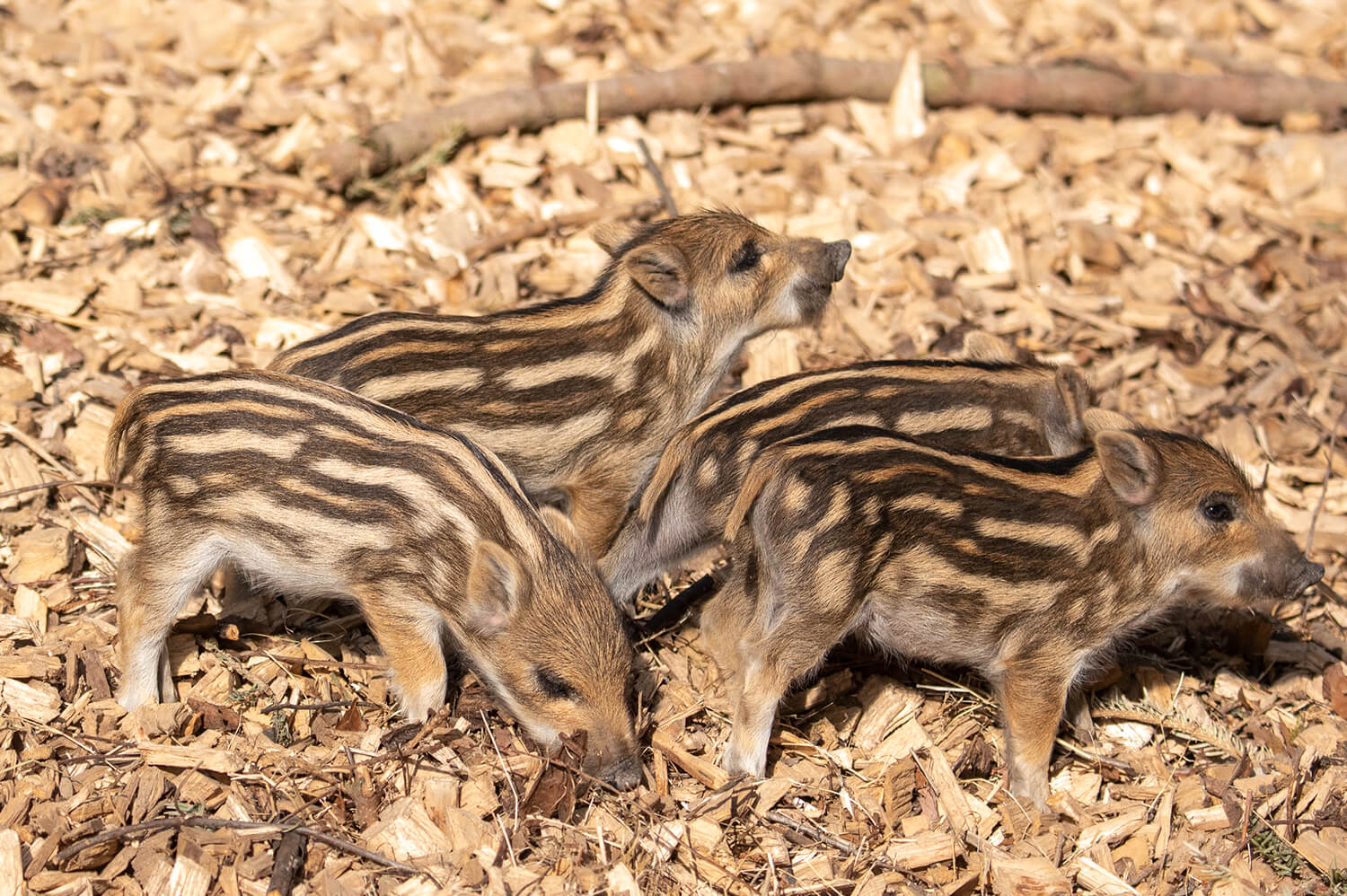 Neun Frischlinge im Dählhölzli | Tierpark Bern