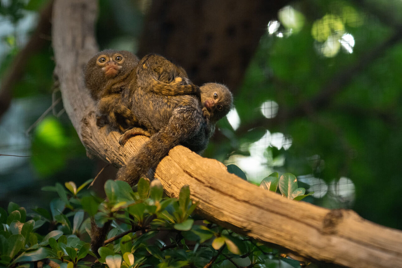 Zwergseidenäffchen | Tierpark Bern