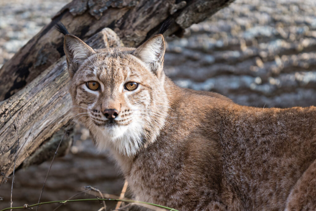 Karpaten-Luchs | Tierpark Bern