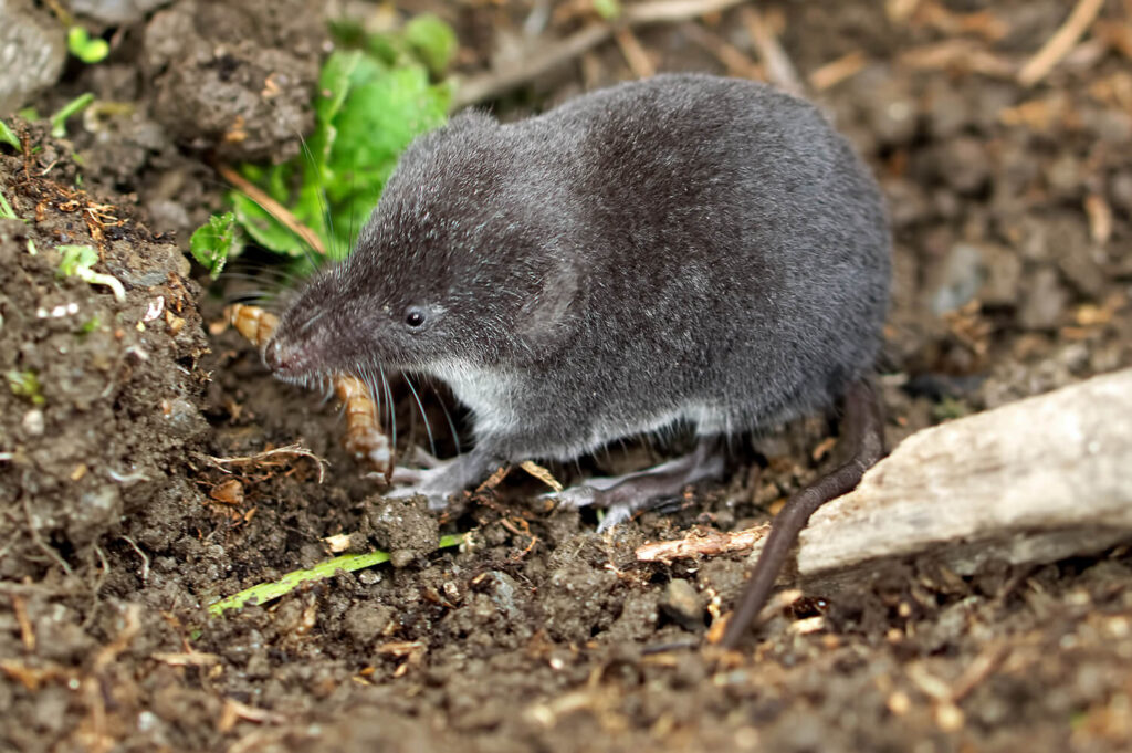 Southern Water Shrew | Tierpark Bern