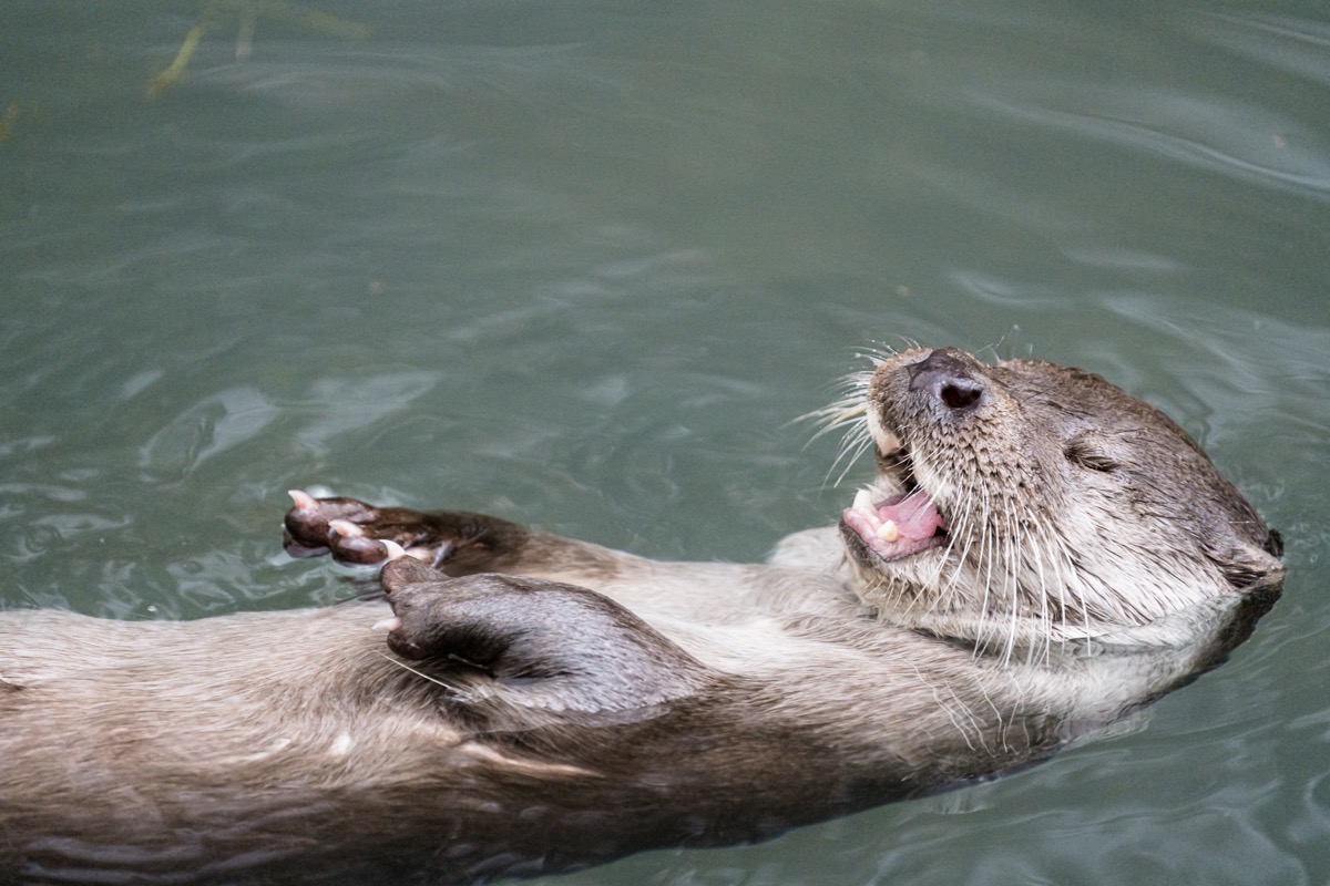 Eurasian otter | Tierpark Bern