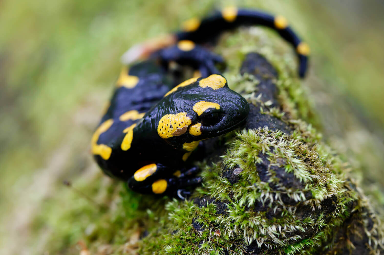 Common Fire Salamander | Tierpark Bern