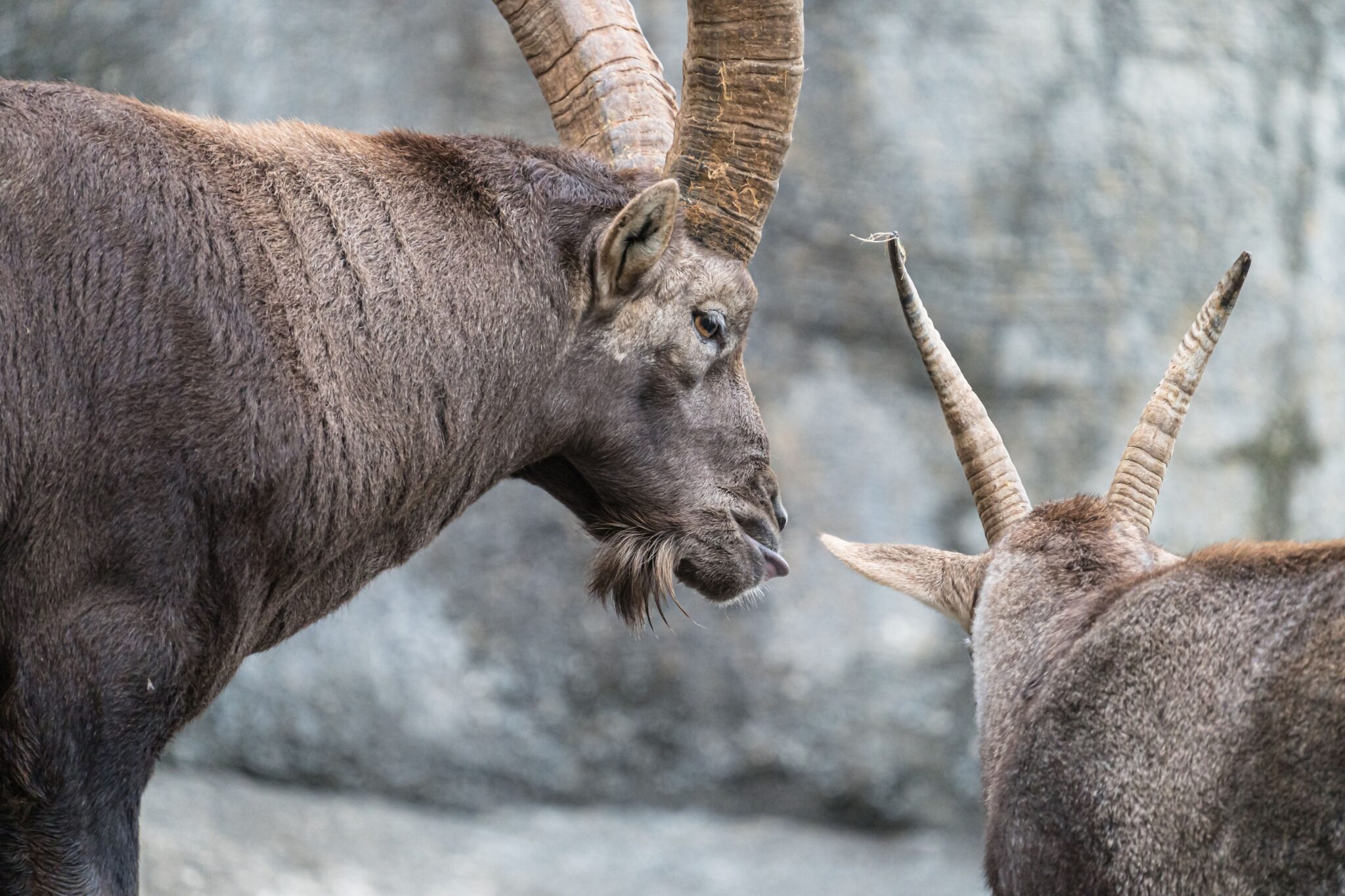 Die spektakuläre Brunft der Steinböcke | Tierpark Bern